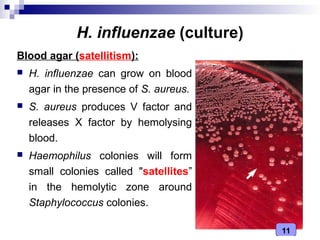 Haemophilus Influenzae Satellitism