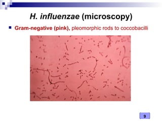 Haemophilus Gram Stain