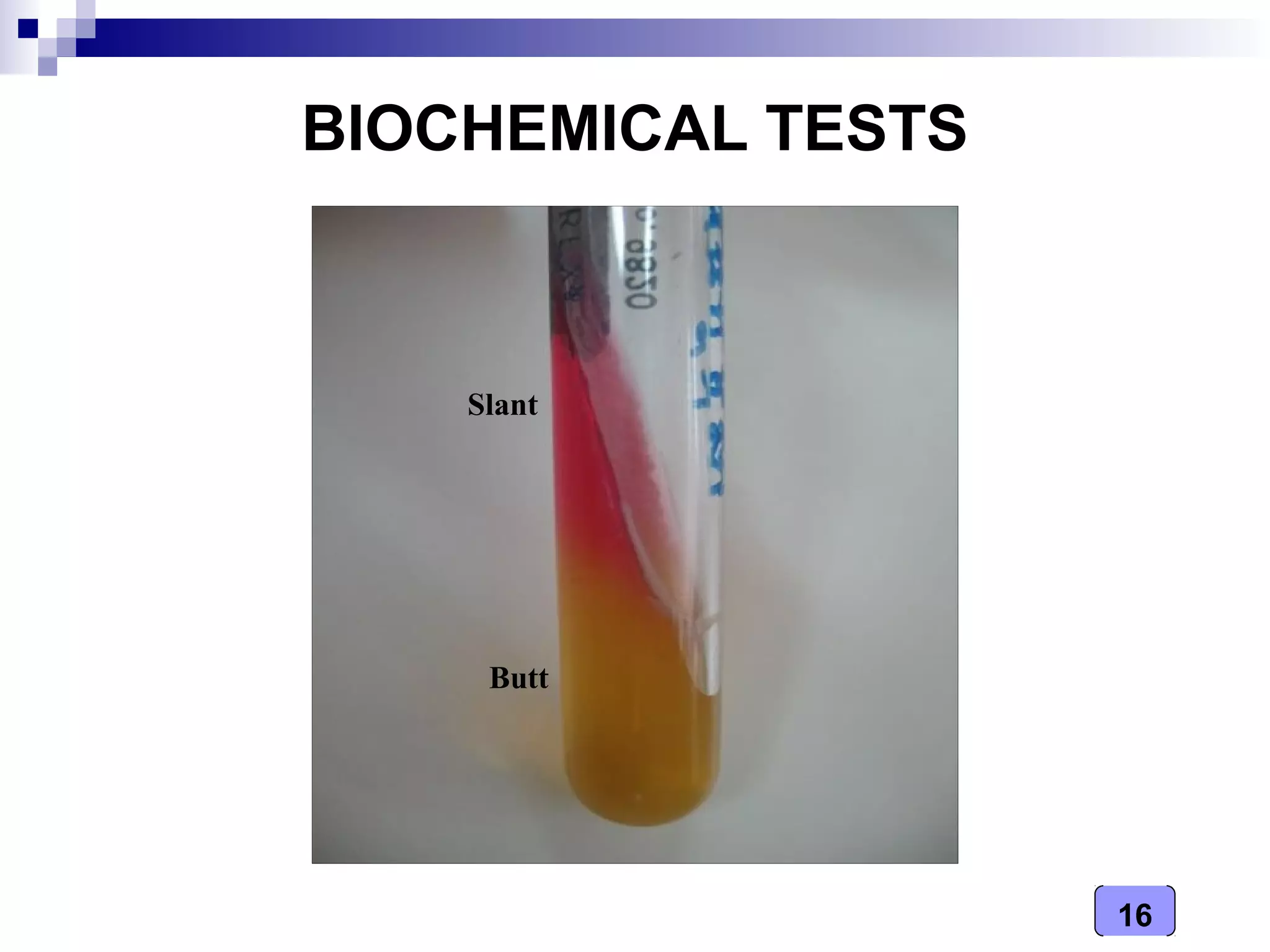 Medical Microbiology Laboratory (Vibrio spp.) | PDF