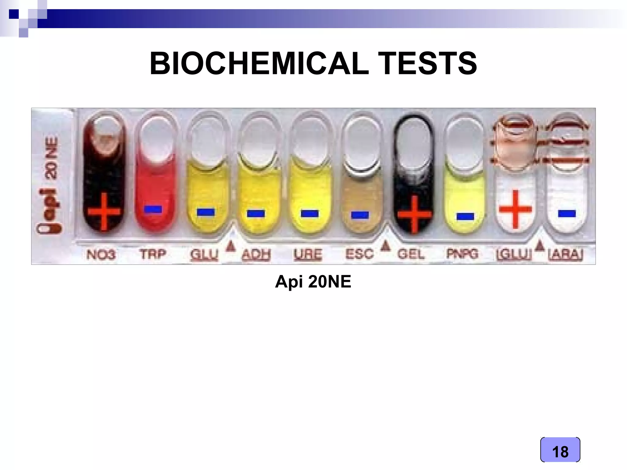 Medical Microbiology Laboratory (Vibrio spp.) | PDF