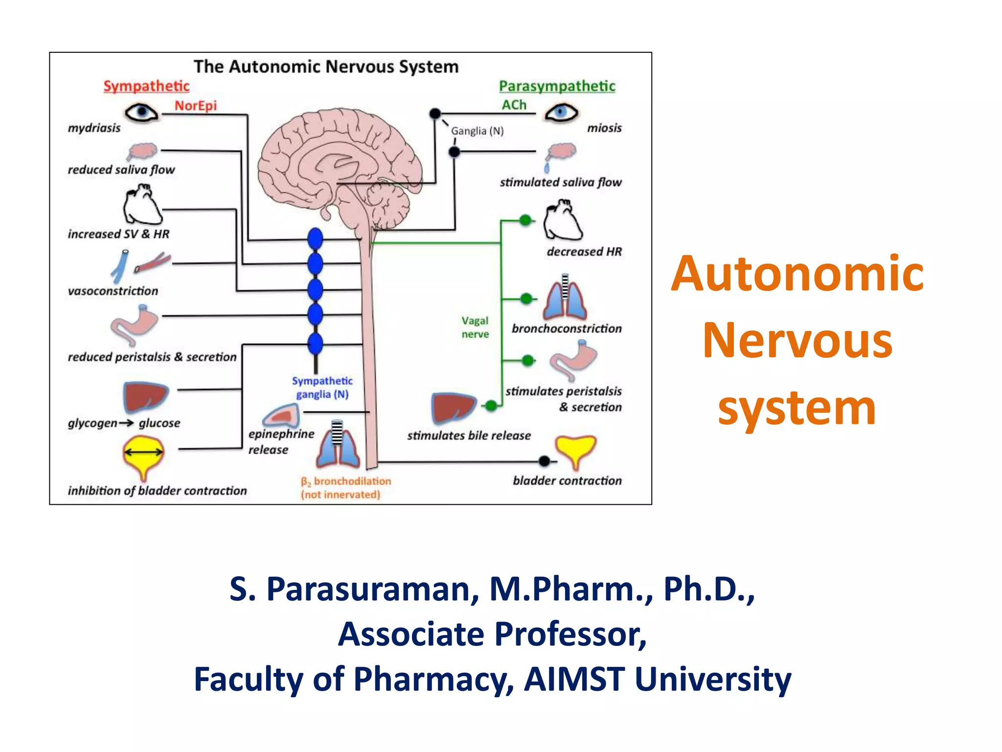 Autonomic nervous system | PPTX