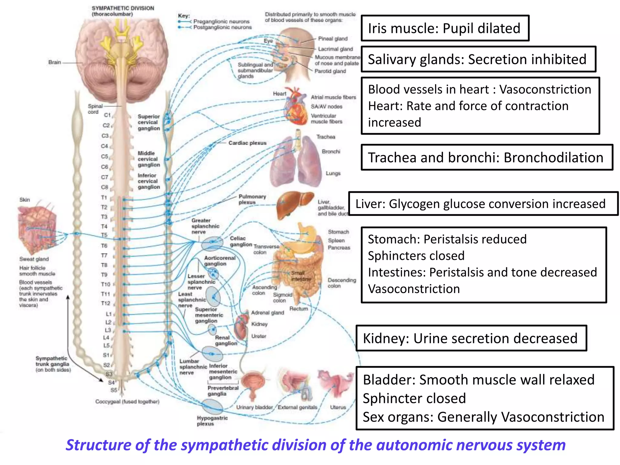 Autonomic nervous system | PPTX