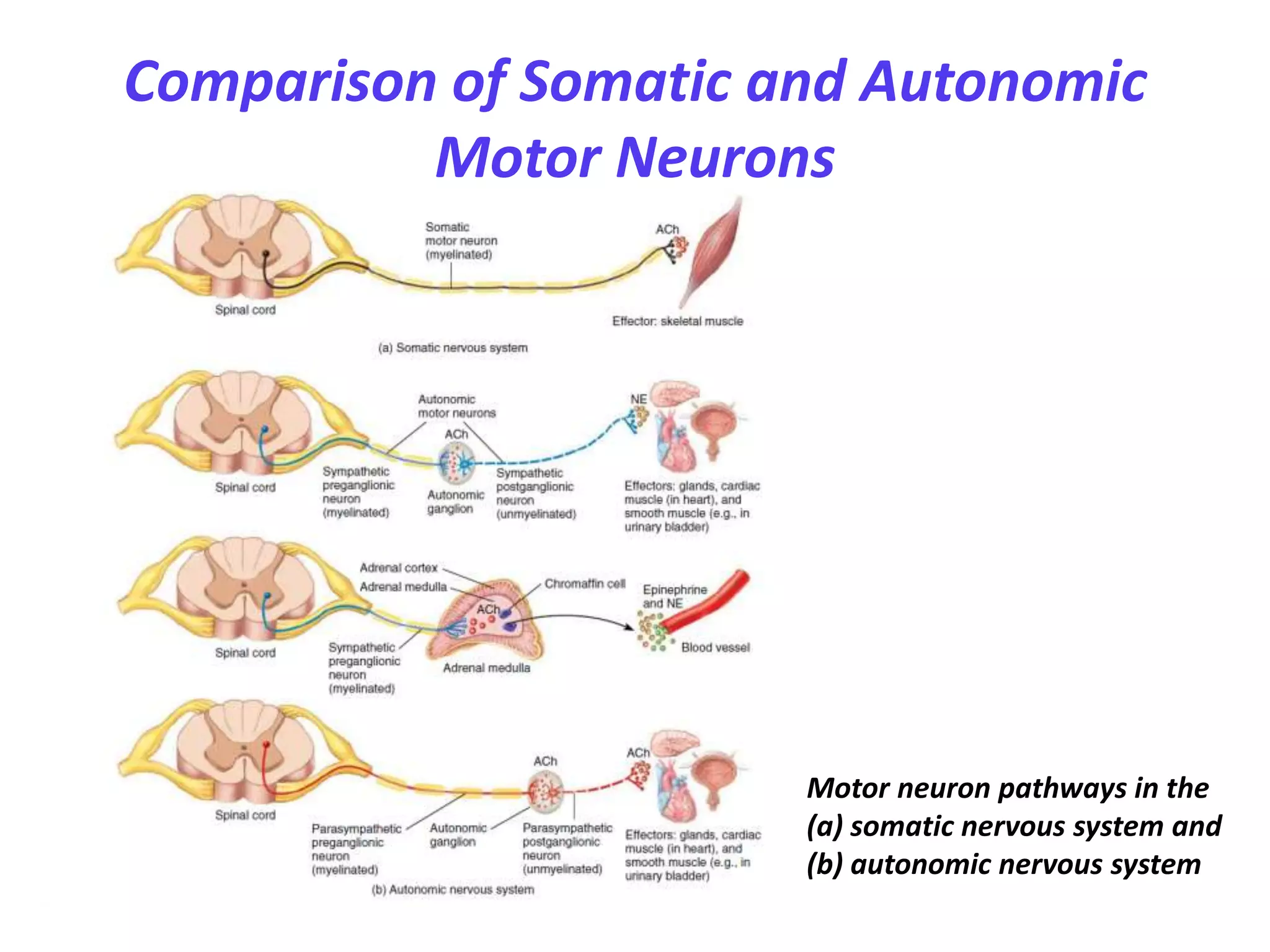 Autonomic nervous system | PPTX