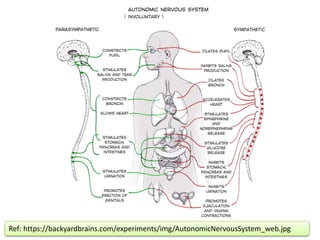 Autonomic nervous system | PPTX