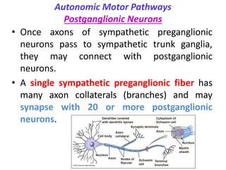 Autonomic nervous system | PPTX