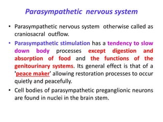 Parasympathetic Nervous System Functions