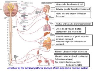 Autonomic Nervous System Divisions