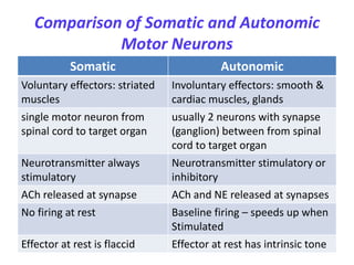 Peripheral Somatic Autonomic Nervous System