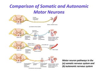 Somatic Nervous System Pathway