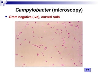 Medical Microbiology Laboratory (Aeromonas, Helicobacter and ...