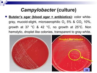 Medical Microbiology Laboratory (Aeromonas, Helicobacter and ...