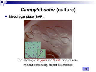 Medical Microbiology Laboratory (Aeromonas, Helicobacter and ...