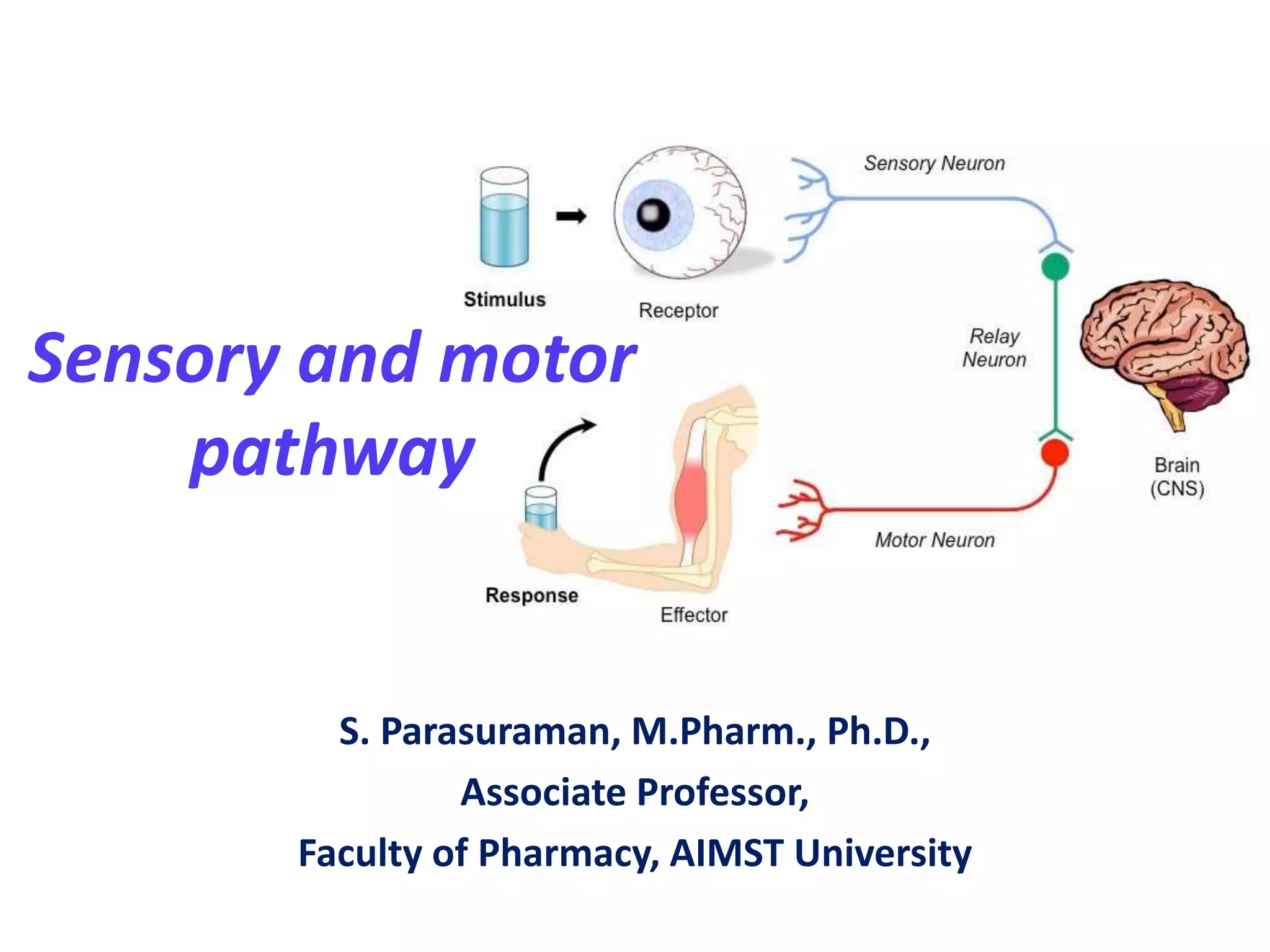 Sensory and motor pathways | PPTX
