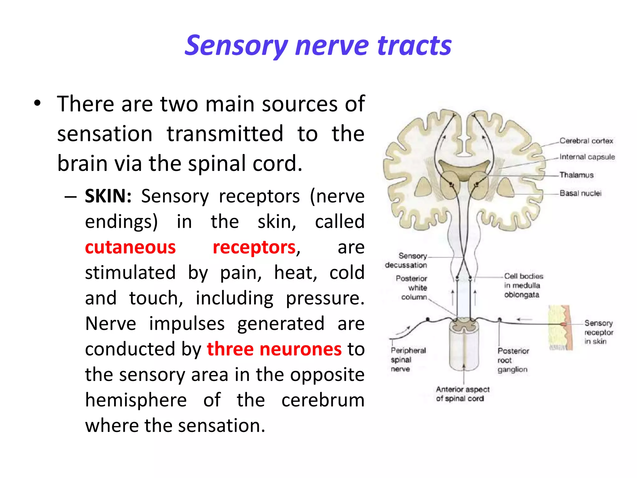 Sensory and motor pathways | PPTX