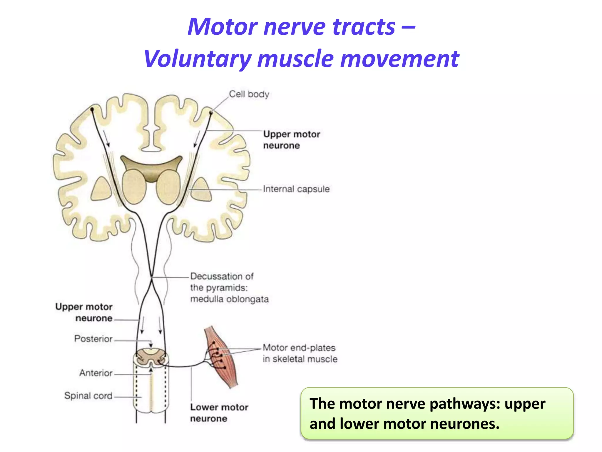 Sensory and motor pathways | PPTX