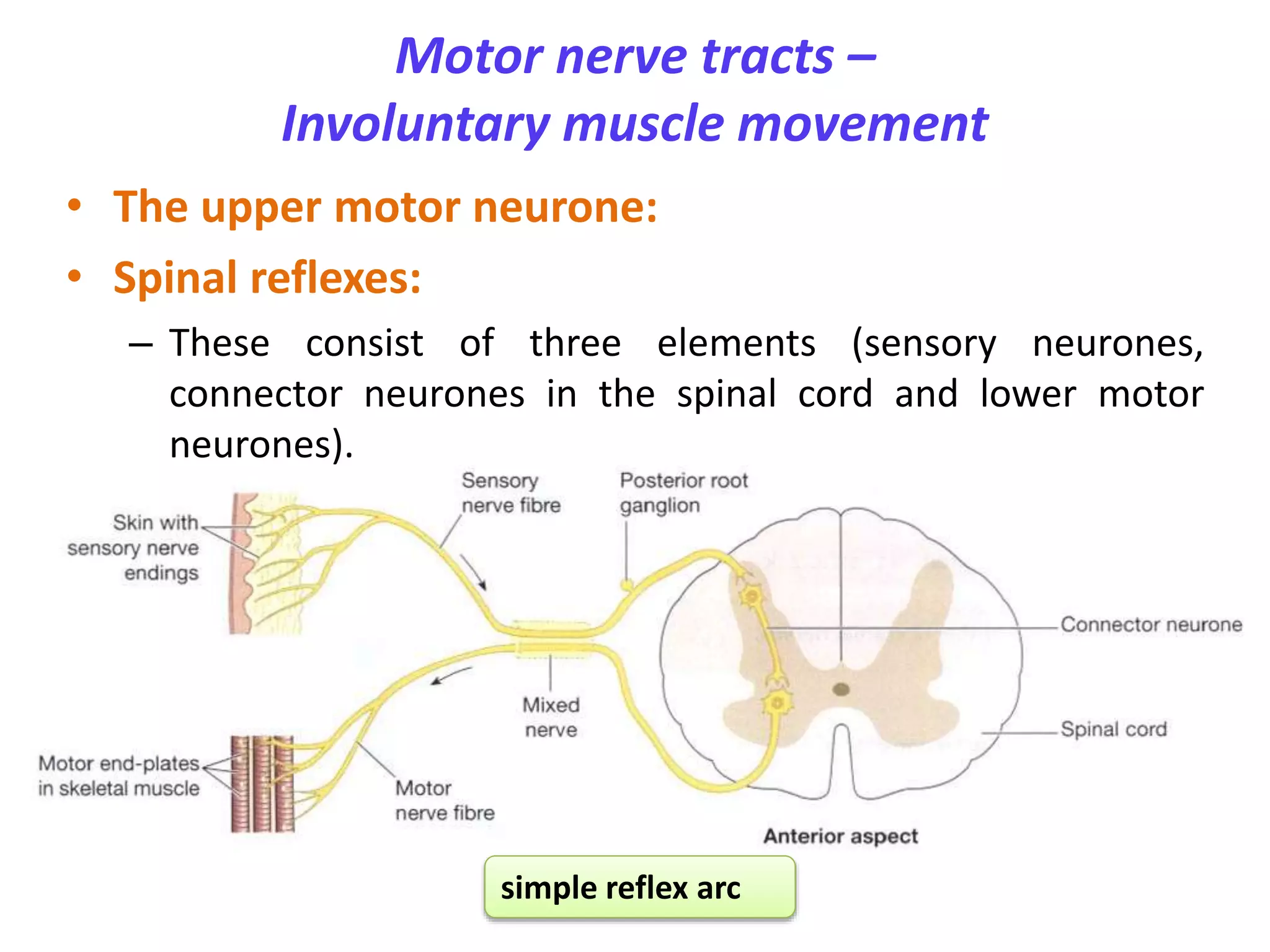 Sensory and motor pathways | PPTX