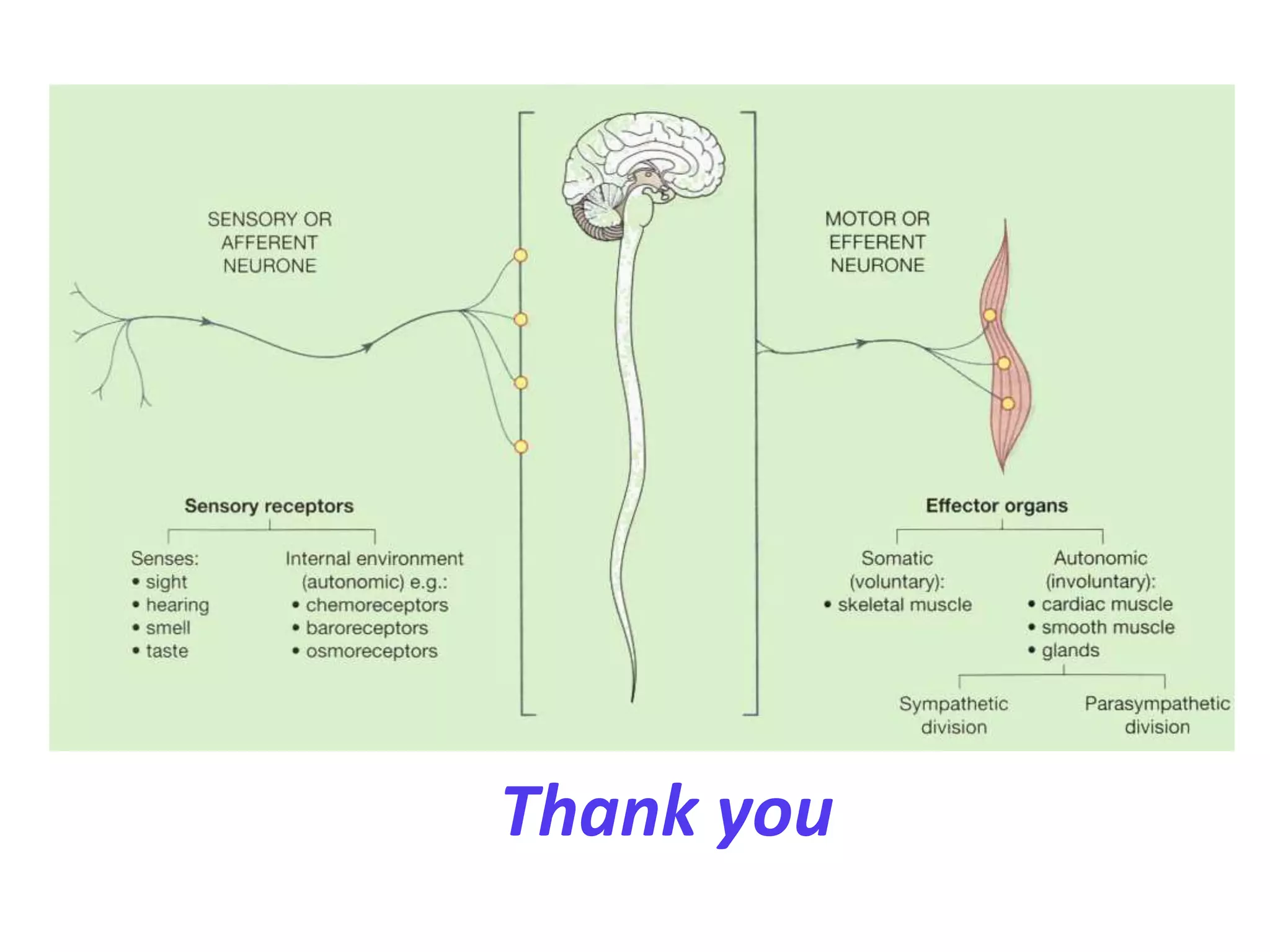Sensory and motor pathways | PPTX