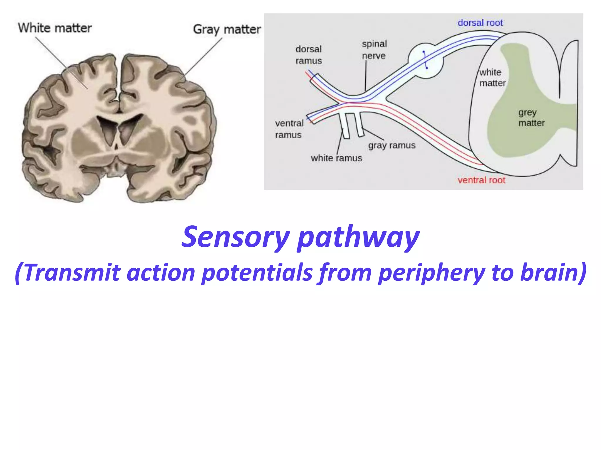 Sensory and motor pathways | PPTX
