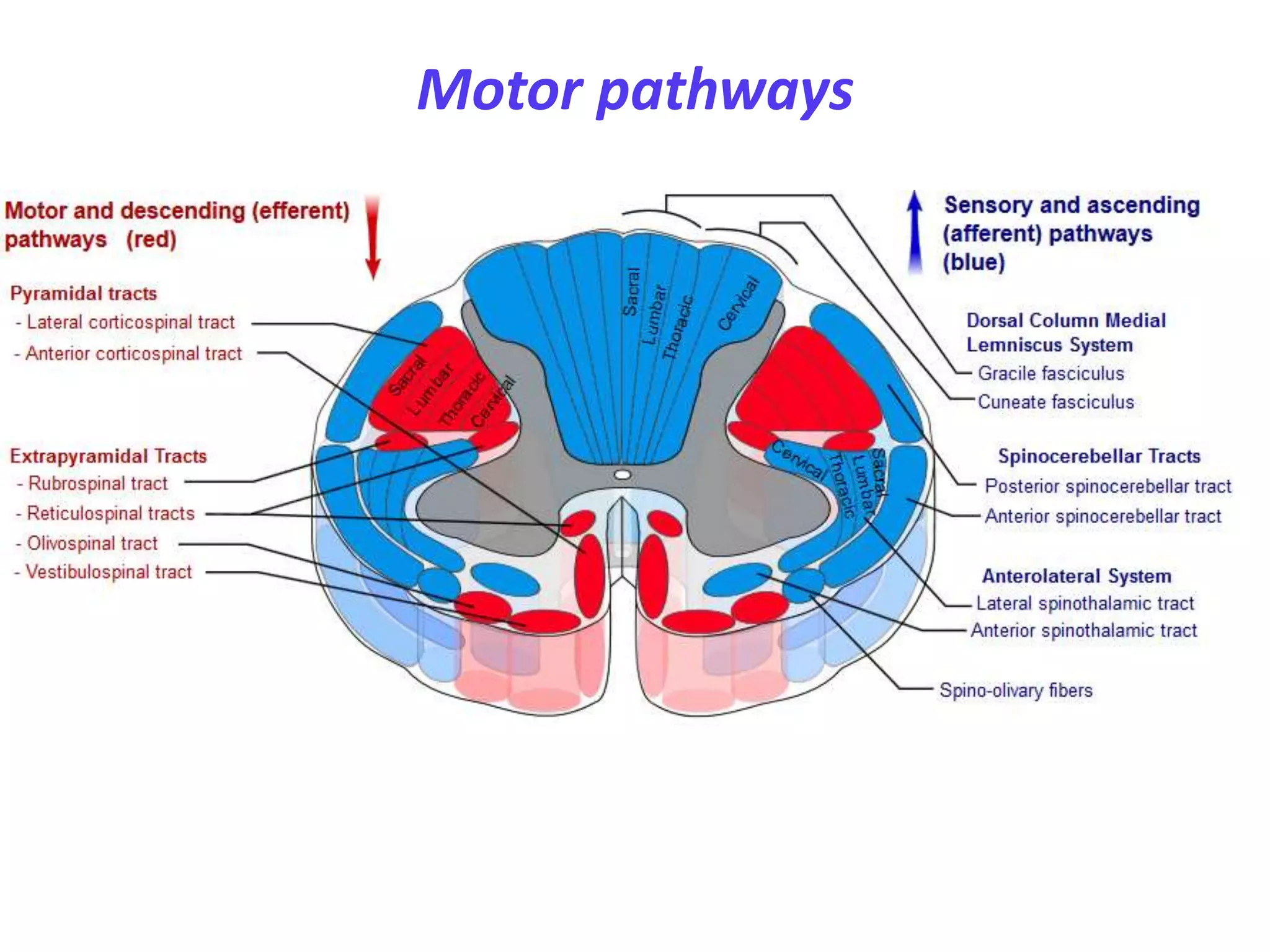 Sensory and motor pathways | PPTX