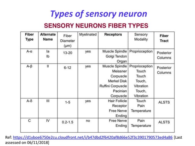 Sensory and motor pathways | PPTX | Brain and Nervous System Disorders ...