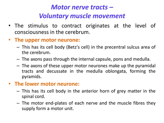 Sensory and motor pathways | PPTX | Brain and Nervous System Disorders ...