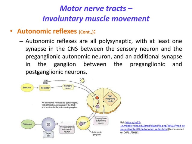Sensory and motor pathways | PPTX | Brain and Nervous System Disorders ...
