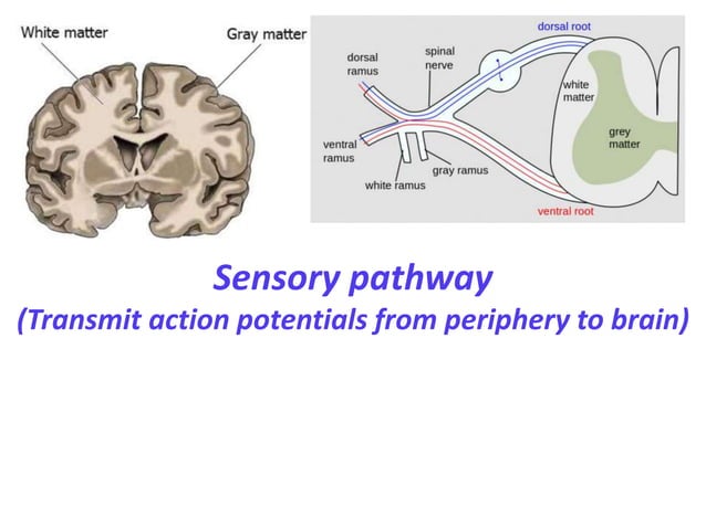 Sensory and motor pathways | PPTX | Brain and Nervous System Disorders ...