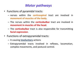 Sensory Motor Function