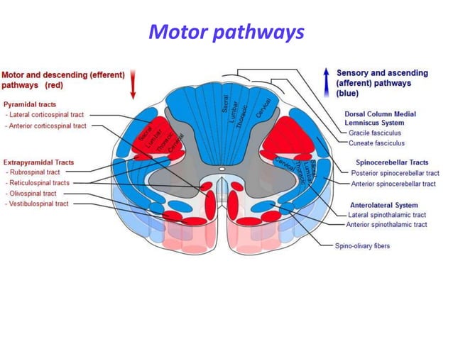 Sensory and motor pathways | PPT