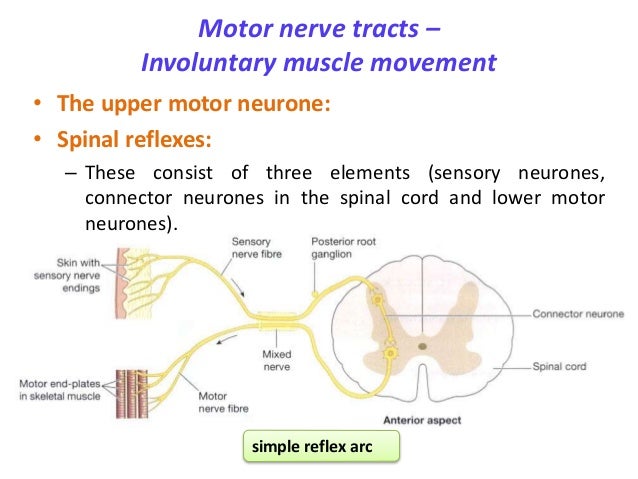 Sensory and motor pathways