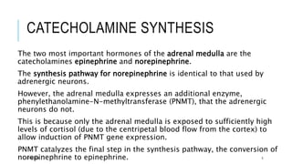 L 2 The Adrenal Medullary Hormones-1.pptx