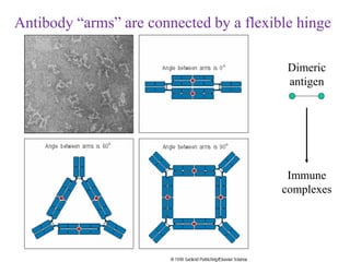 L2 Antibodies, interferons and ILs (2).pdf