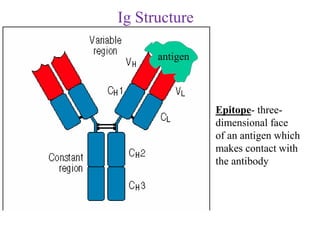 L2 Antibodies, interferons and ILs (2).pdf