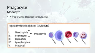 L2a_Phagocytes, Mast Cells, Basophils and Eosinophils.pptx