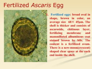 L2 ASCARIASIS.ppt
