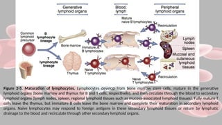 L2b_APC lymphocytes innate lymphoid cells.ppt
