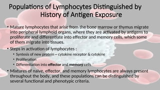 L2b_APC lymphocytes innate lymphoid cells.ppt