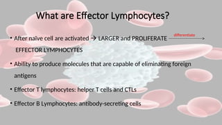L2b_APC lymphocytes innate lymphoid cells.ppt