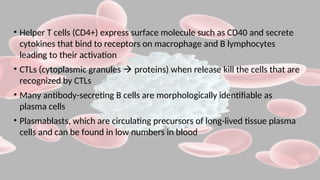 L2b_APC lymphocytes innate lymphoid cells.ppt