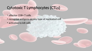 L2b_APC lymphocytes innate lymphoid cells.ppt