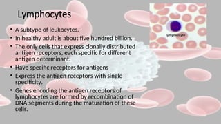 L2b_APC lymphocytes innate lymphoid cells.ppt