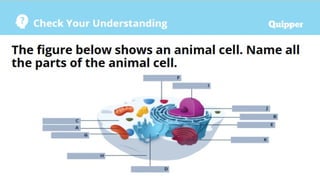 Lesson 2 CELL STRUCTURE NEW MATATAG CURRICULUM | PPTX