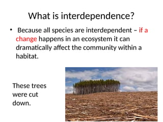 Understanding Competition and Interdependence in Ecosystems and ...