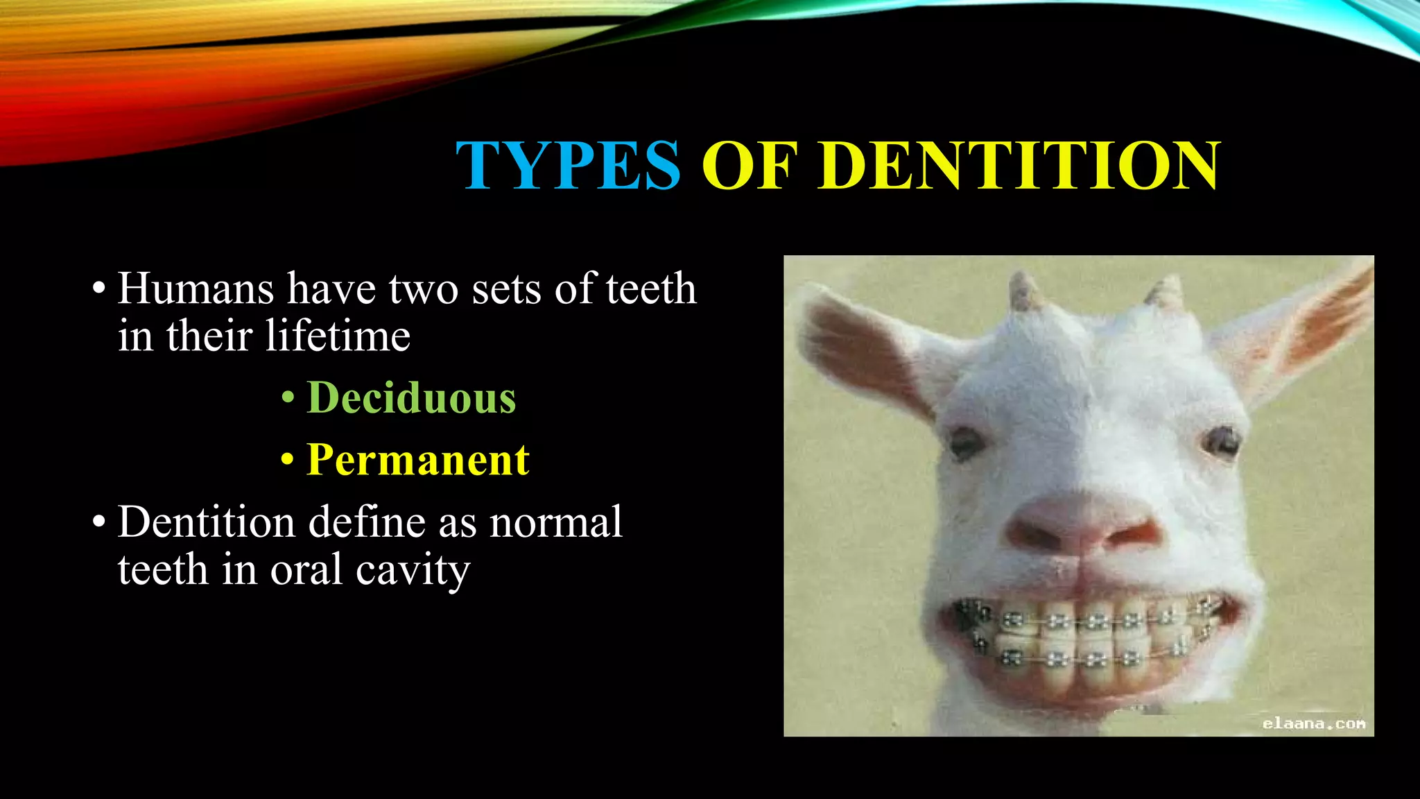 introduction to dental anatomy | PPT