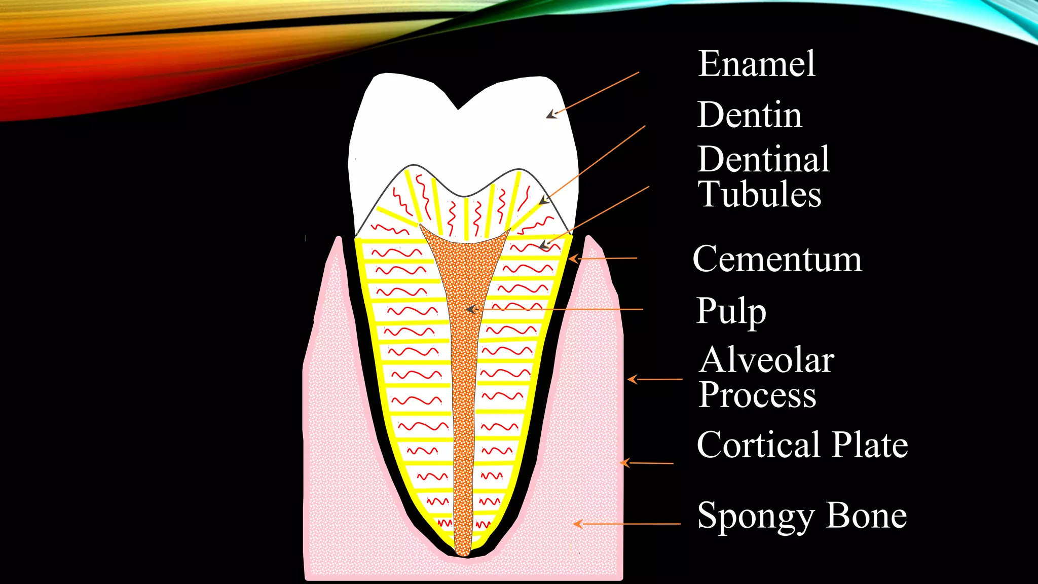 introduction to dental anatomy | PPT