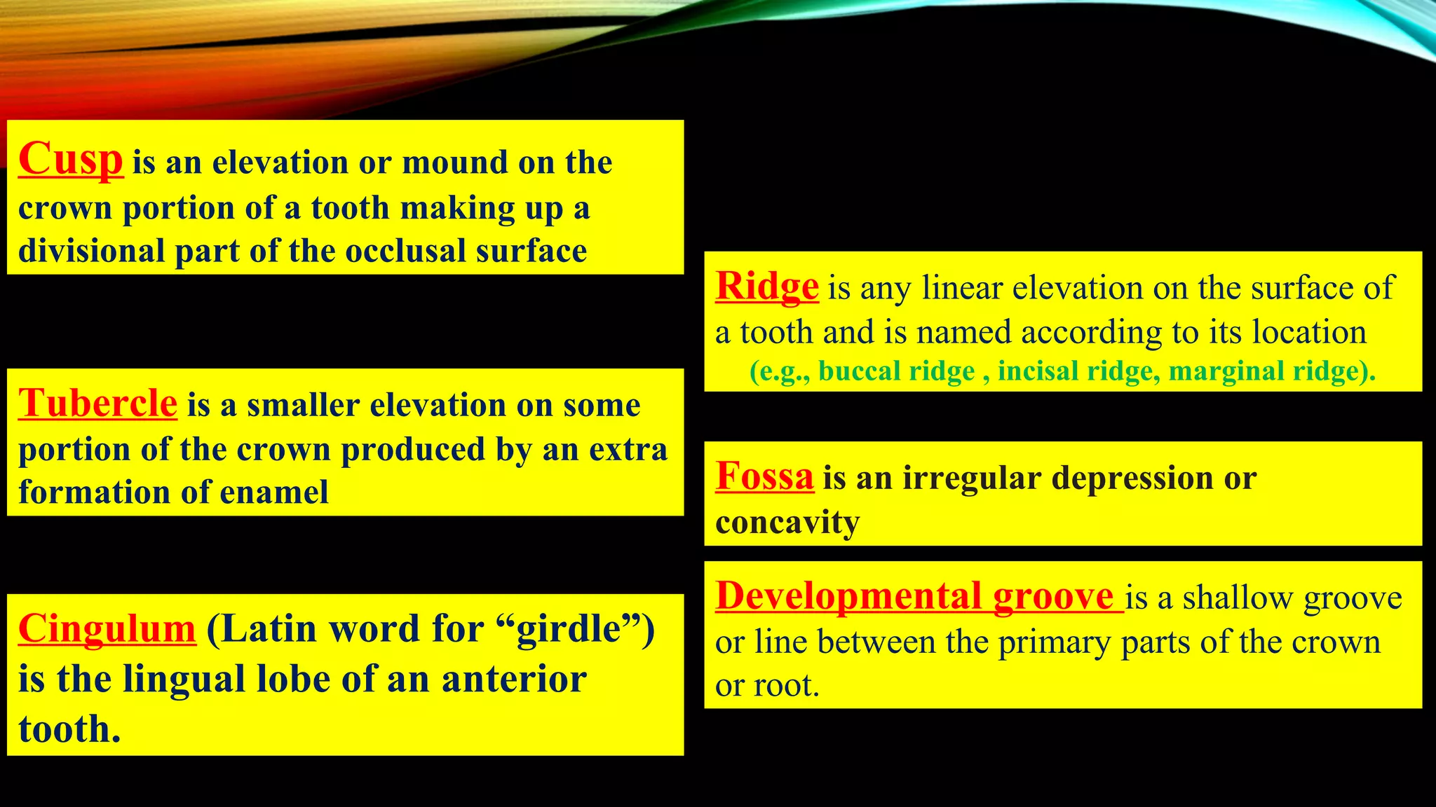 introduction to dental anatomy | PPT
