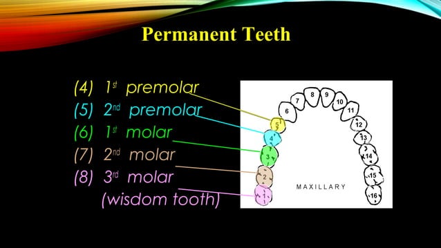 introduction to dental anatomy | PPT