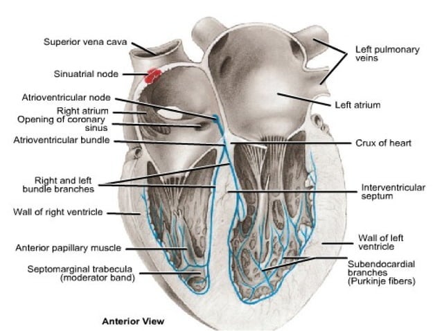 L2 location and general description | PPT