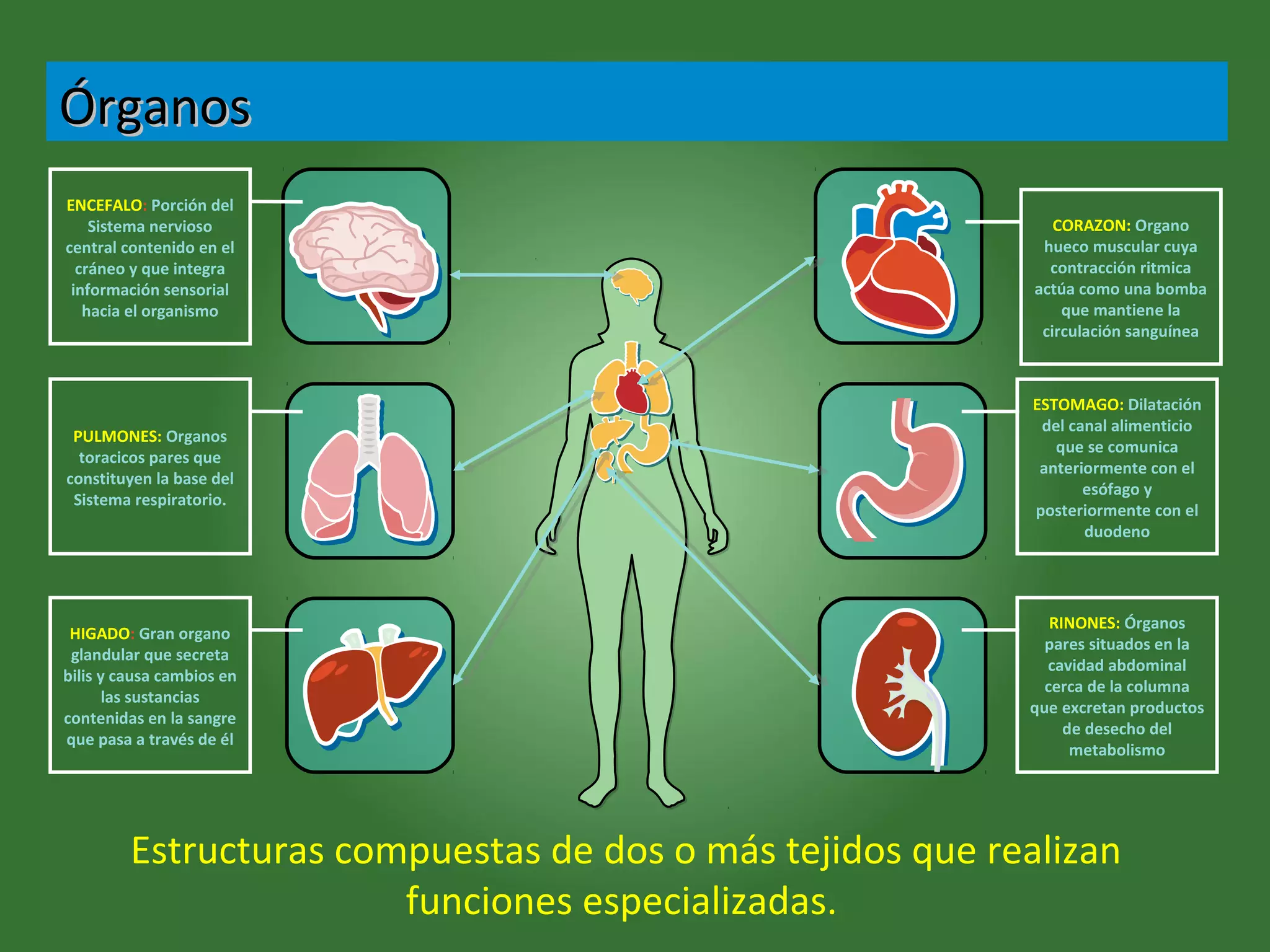 L2 sistemas corporales | PPT