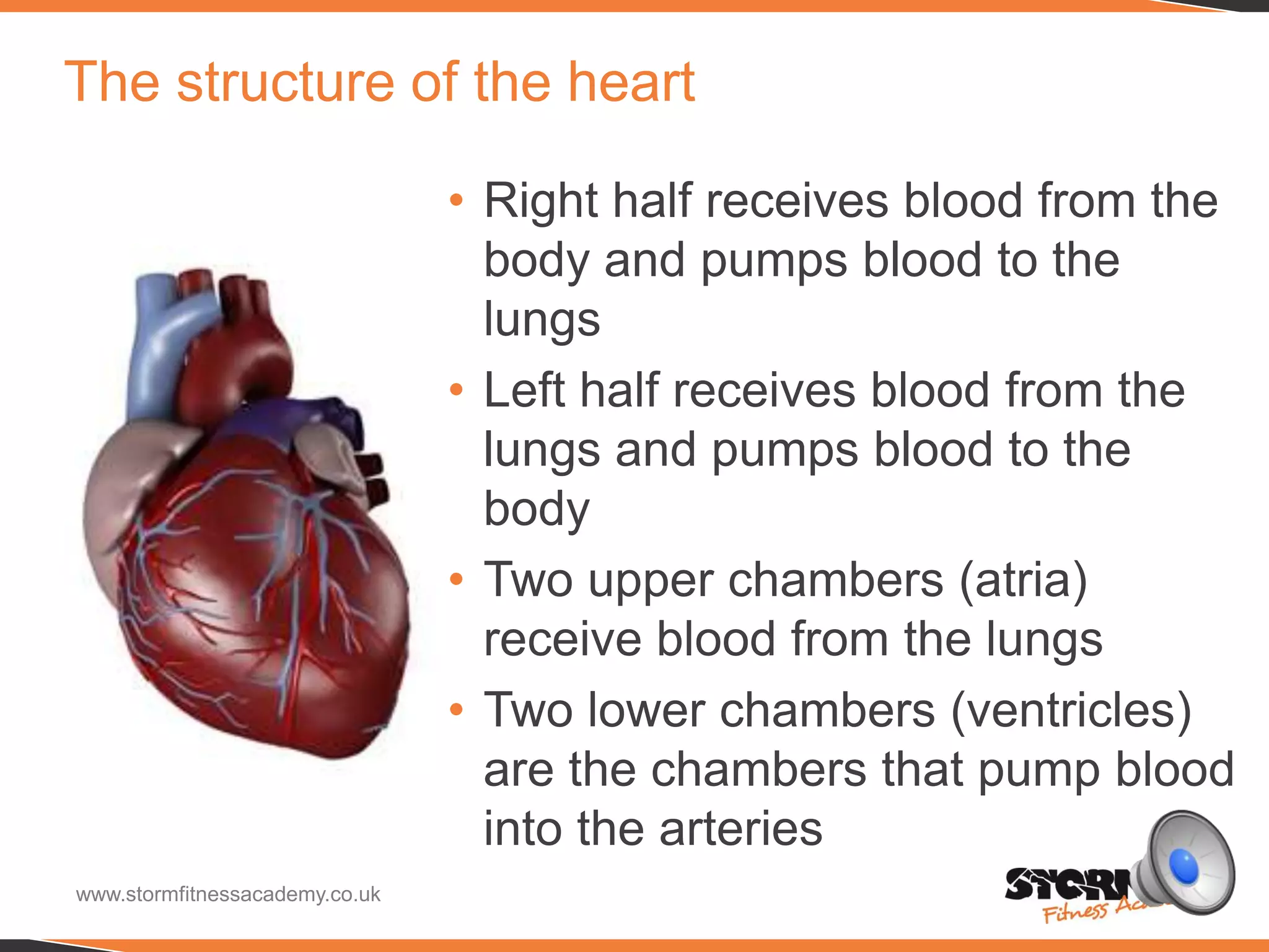 L2 the circulatory system | PPTX